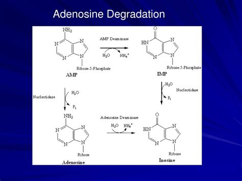 Ppt Nucleotides Synthesis And Degradation Powerpoint Presentation Free Download Id 816804
