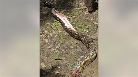 Burmese Python Eats Human