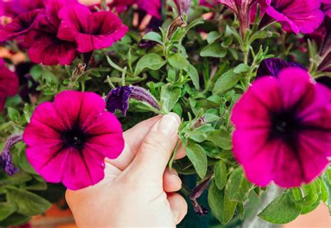 Deadheading Basics Which Flowers Benefit Most And Which Dont Need It