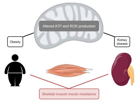 IJMS Free Full Text Mitochondrial Activity And Skeletal Muscle