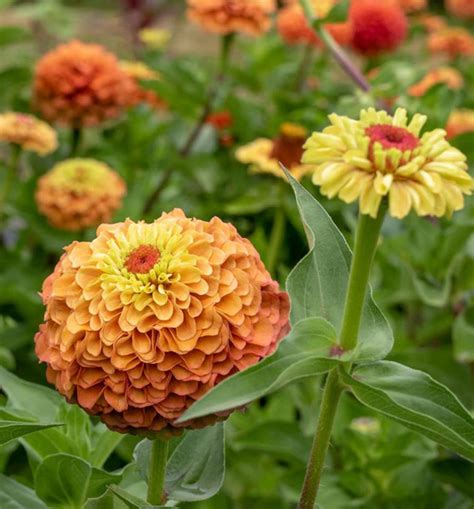 Queeny Lime Orange Zinnia Seed Hotchkissflowerfarm
