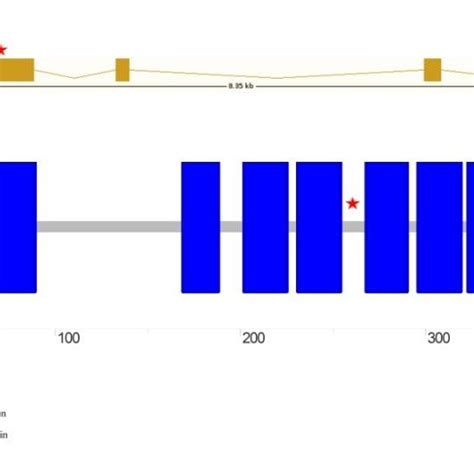 figure s1 3 schematic representation of the htt gene and htt protein