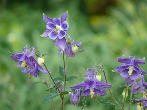 Aquilegia Vulgaris