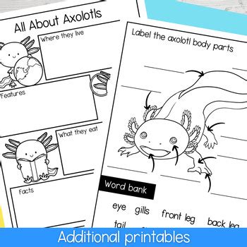 Life Cycle Of An Axolotl Foldable Cut And Paste Activity And Axolotl