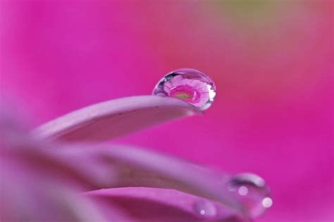 Фотография вода капля цветок лепестки отражение