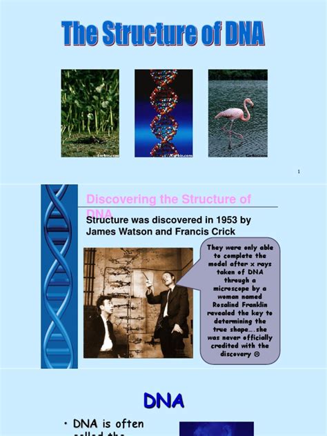 16 Dna Structure Pdf Nucleotides Dna