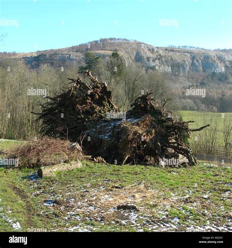 Tree Trunk Torn Out The Ground Stock Photo Alamy