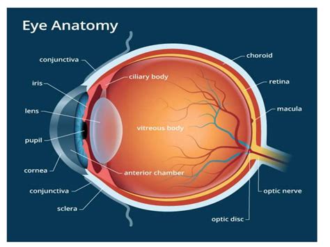 Eye And Its Disorders In Anatomy And Physiology Pptx