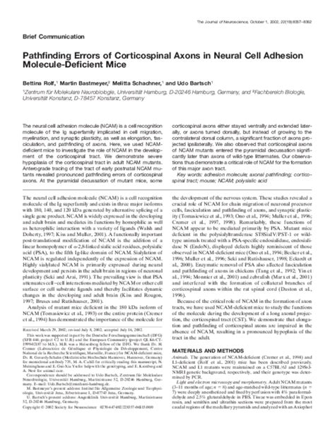 Pdf Pathfinding Errors Of Corticospinal Axons In Neural Cell Adhesion