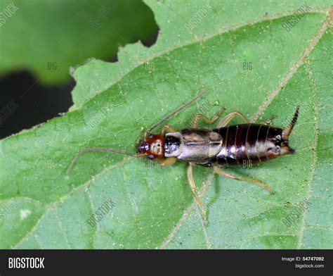 European Earwig On Image And Photo Free Trial Bigstock