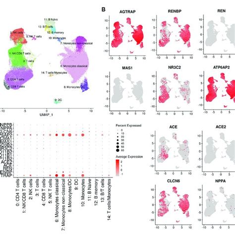 A Umap Representation Of Immune Cell Type Clusters Identified By