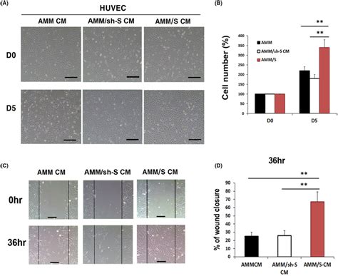 Cell Proliferation Migration Assays A Representative Photograph Of Download Scientific