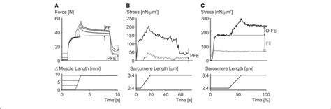 Residual Force Enhancement In Skeletal Muscles A Residual Force Download Scientific