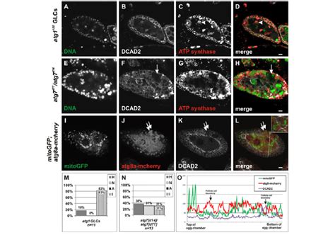 The Autophagic Machinery Affects Mitochondrial Remodeling And Uptake By Download Scientific
