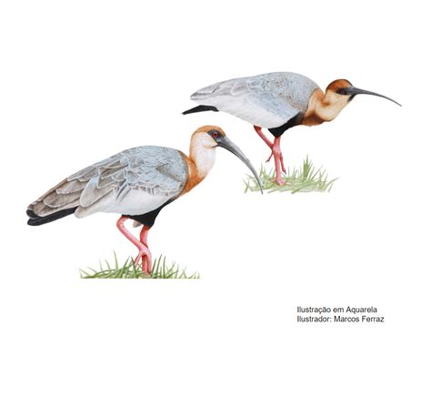 Museu De Biologia Ilustração Científica Na Unb
