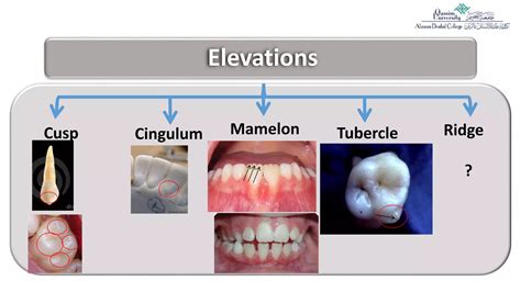 2 Anatomical Landmarks And Dental Tissuespptx