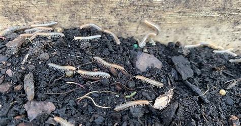 Millipedes Album On Imgur