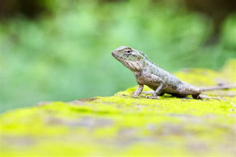 Girgit Bilder Durchsuchen 2 716 Archivfotos Vektorgrafiken Und Videos Adobe Stock
