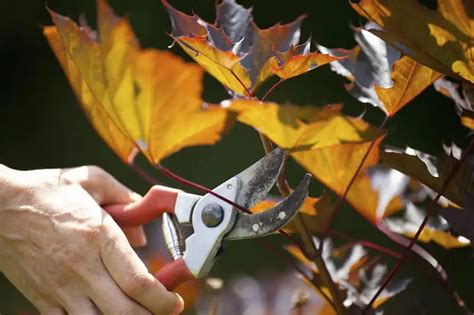 Pruning Maple Trees Everything You Need To Know