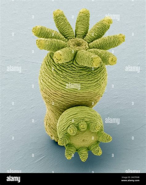 Hydra Budding Coloured Scanning Electron Micrograph Sem Of A Hydra