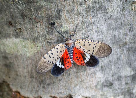 What To Know About The Invasive Spotted Lanternfly Agdaily