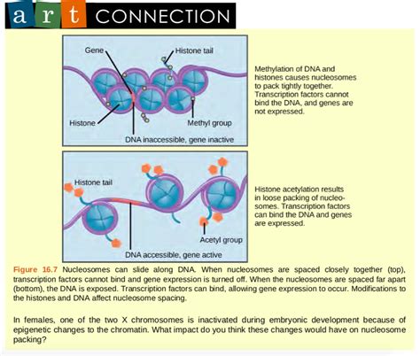 Chapter 9 Dna Structure Protein Synthesis And Gmos Human Biology
