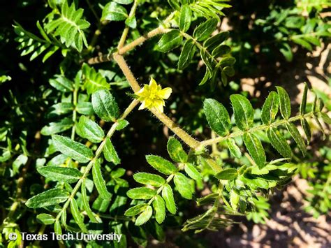 Puncturevine Weed Finder Plant Finders Ttu Plant Database Texas