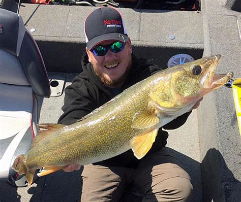 Razorbacks Of The Week Walleye Gill Lice Suspended Walleye Tip Target Walleye
