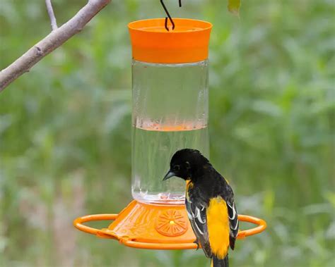Oriole Nectar Recipe