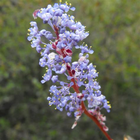 Woolyleaf Ceanothus Ceanothus Tomentosus Plant Care And How To Grow Water