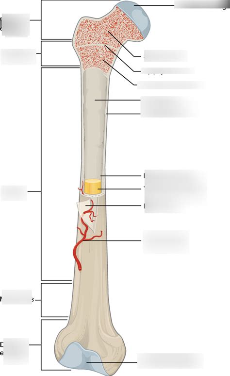 Gross And Microscopic Bone Anatomy Diagram Quizlet