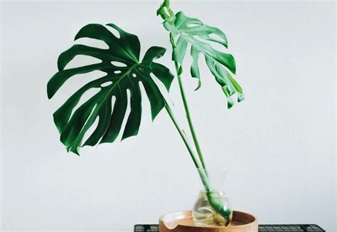 Broken Monstera Stem How To Fix It Effectively And Easily Gardening