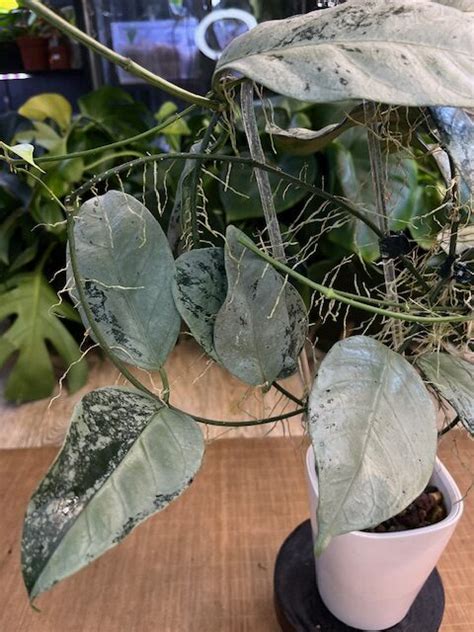 Hoya Coriacea Silver Sadzonka Cięta 1w 2l Variegarden Świat Roślin