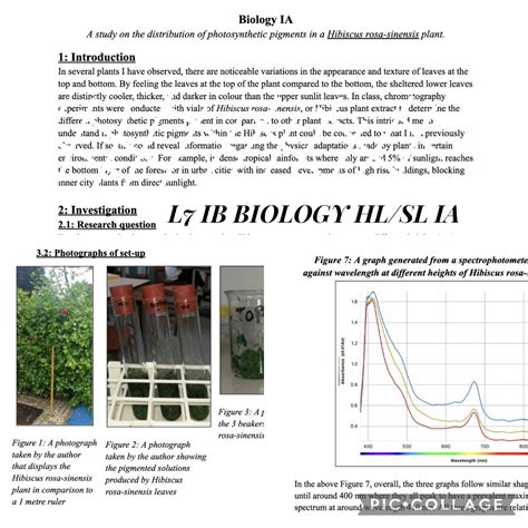 Ib Biology Ia Internal Assessment Level 7 Sample Hl Sl Hobbies And Toys