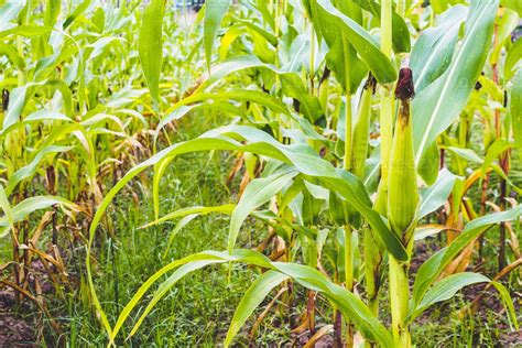 Corn Plant With Green Leaves Growth In Agriculture Field Outdoor