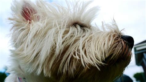 Premium Photo Close Up Of Hairy Dog