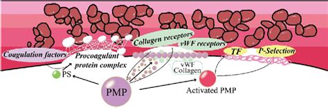 Figure 2 From Platelet Derived Microparticles And Their Cargos The Past Present And Future