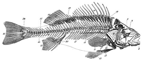 Fish And Shellfish Identification — The Culinary Pro