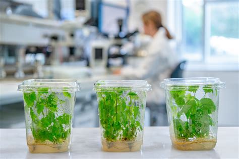 Food Analysis Affinity Labs