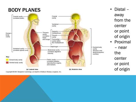 Ppt Understanding Body Organization Tissues And Planes Overview
