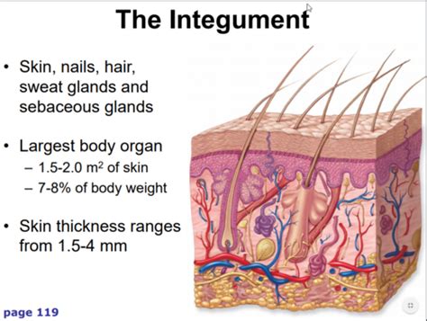 lecture 4 integumentary system flashcards quizlet