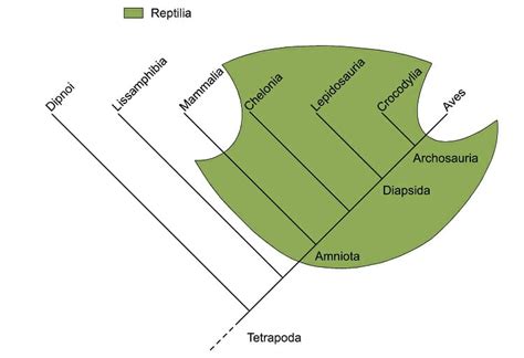 Paraphyletic Definition Explanation And Quiz Biology Dictionary