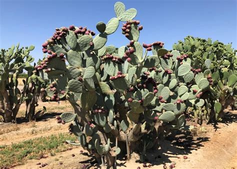 Cactus Pear A Fruitful Alternative Crop For Bioenergy Production