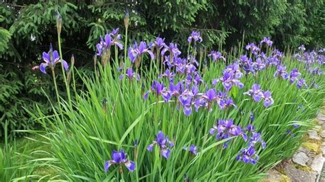 How To Grow Siberian Iris Easy Growing Guide For Stunning Blooms