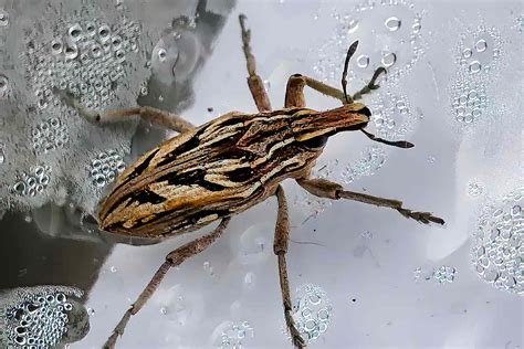 Deadly ‘kissing Bug Disease Chagas Has Spread In The Us — Heres