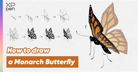 How To Draw A Monarch Butterfly Step By Step A Drawing I Made Of A
