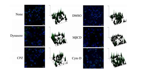 Methyl β Cyclodextrin Cellular Cholesterol Depleting Agent Glpbio