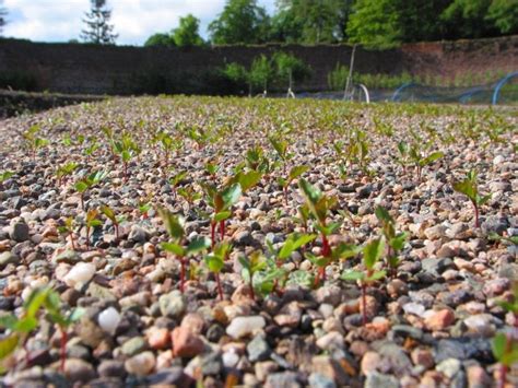 Sowing Your Tree Seeds How To Grow Trees