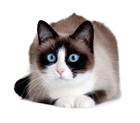 Feline 411 All About The Snowshoe Cat Breed