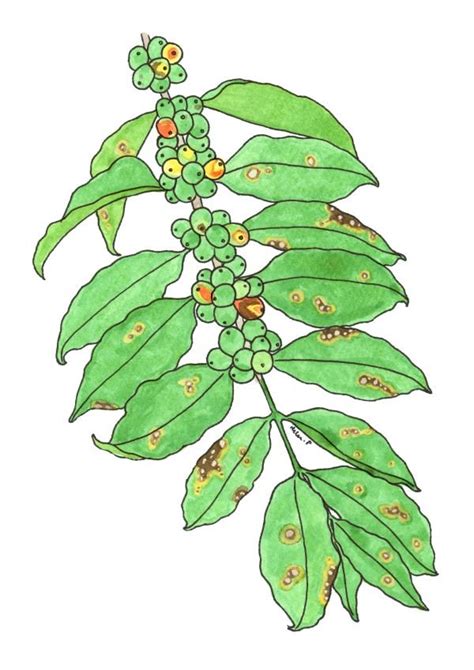 Cercospora Coffeicola — Hgpennington Art